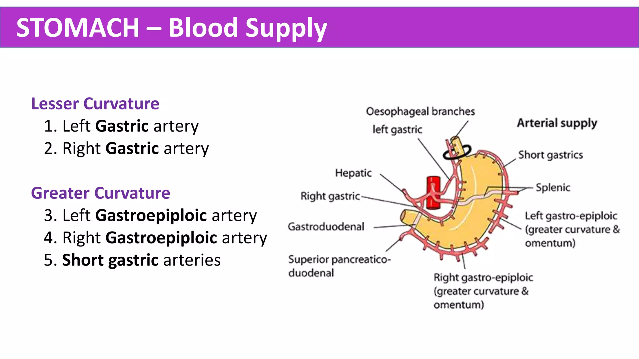 Abdomen Anatomy - Made Easy | PPTX