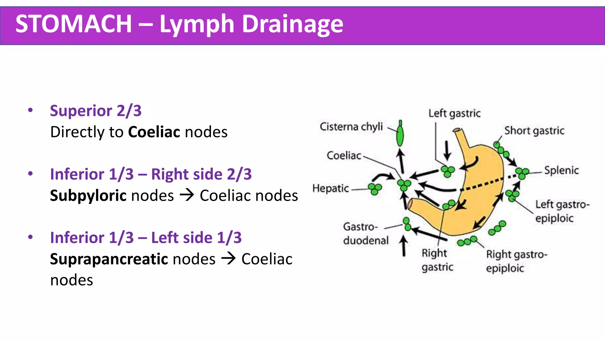 Abdomen Anatomy - Made Easy | PPTX