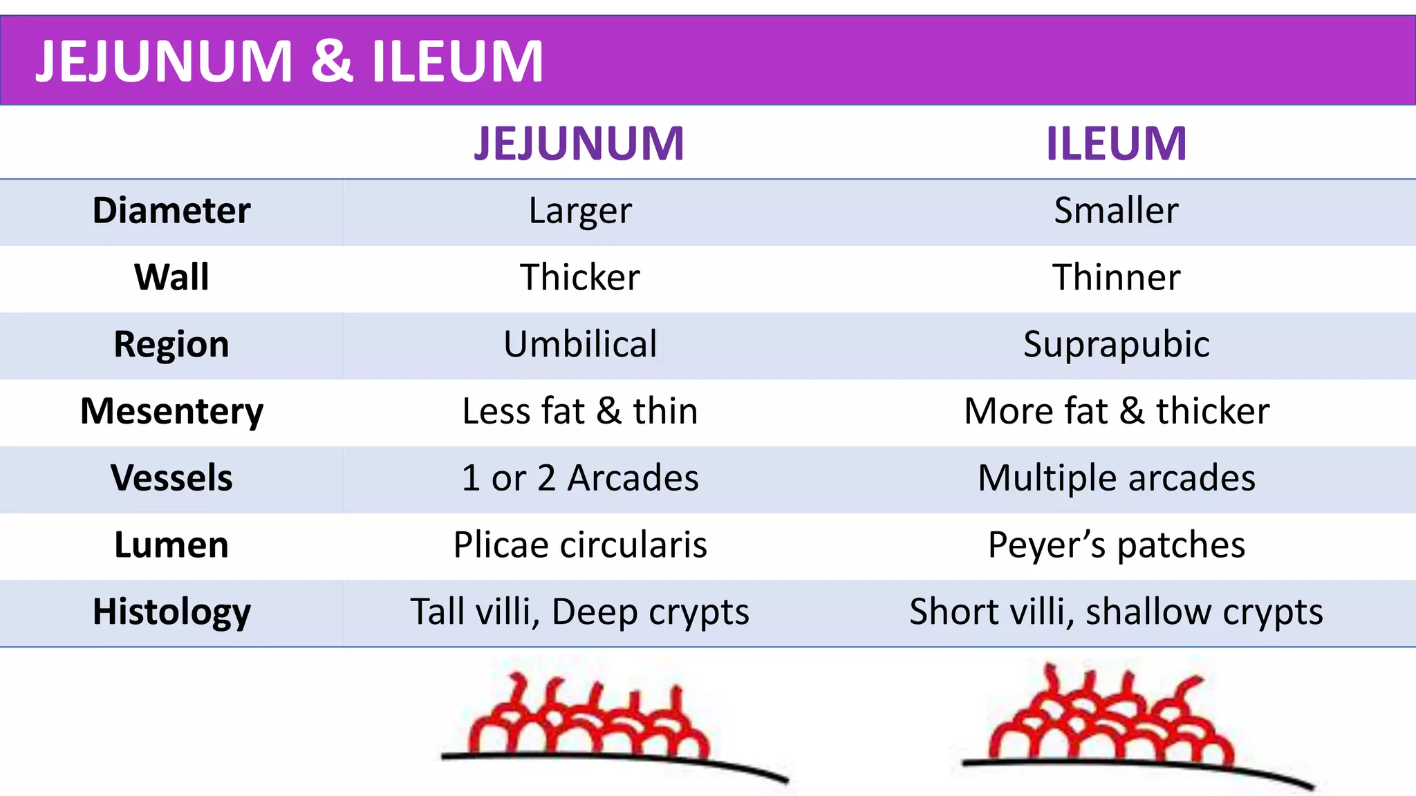 Abdomen Anatomy - Made Easy | PPTX