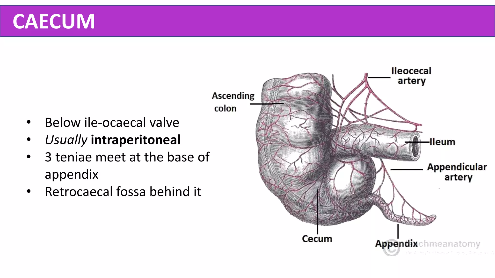 Abdomen Anatomy - Made Easy | PPTX