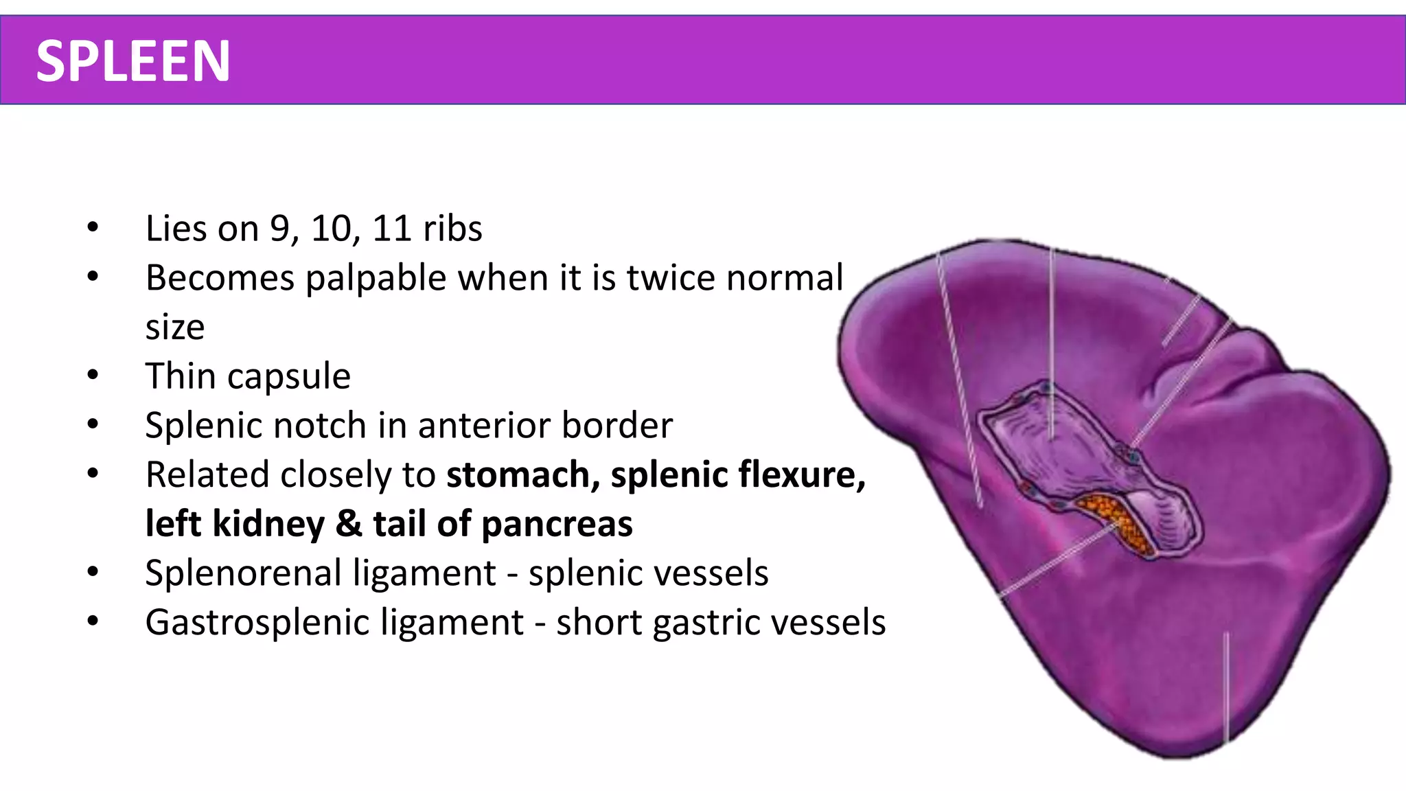 Abdomen Anatomy - Made Easy | PPTX