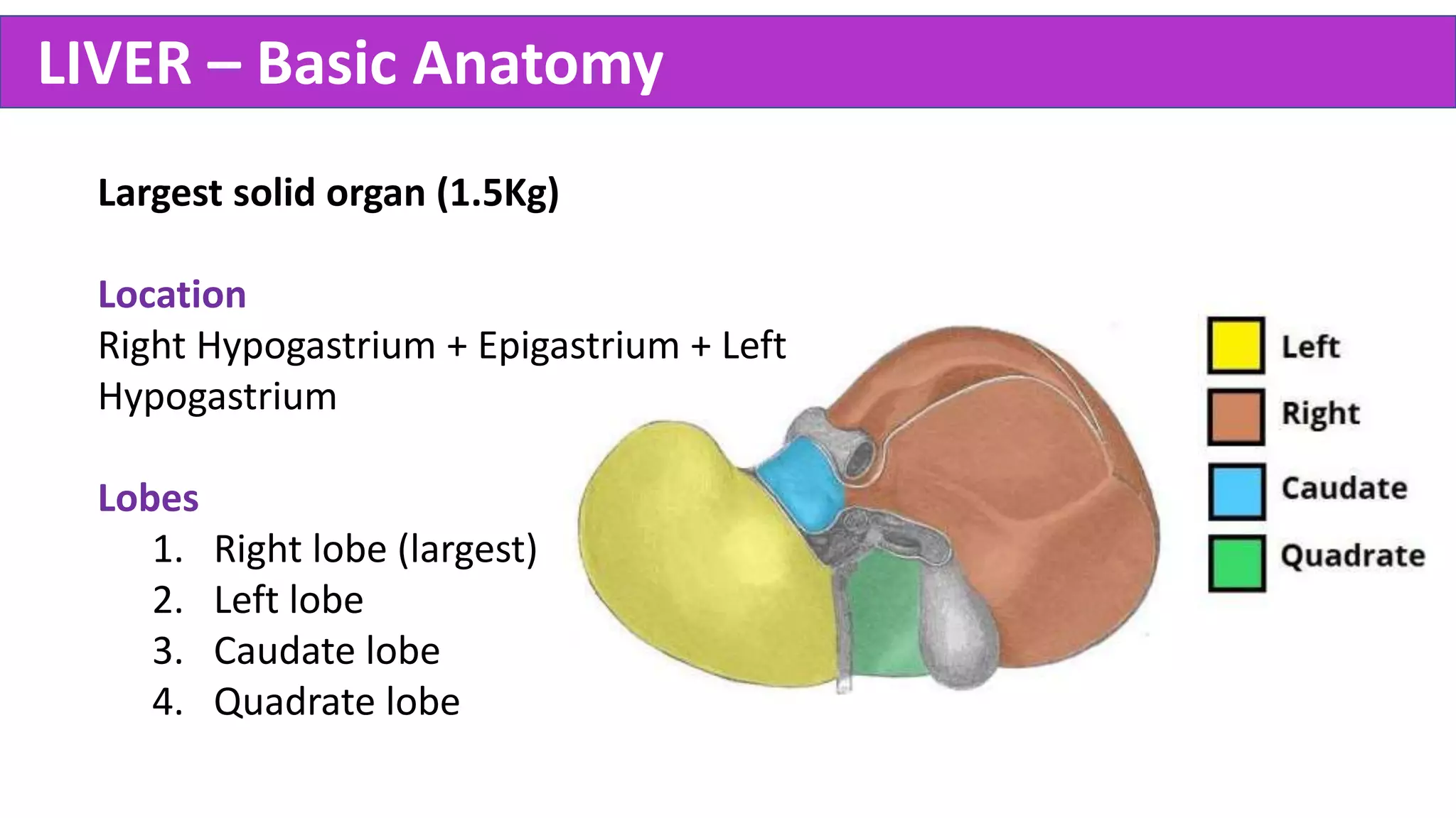 Abdomen Anatomy - Made Easy | PPTX
