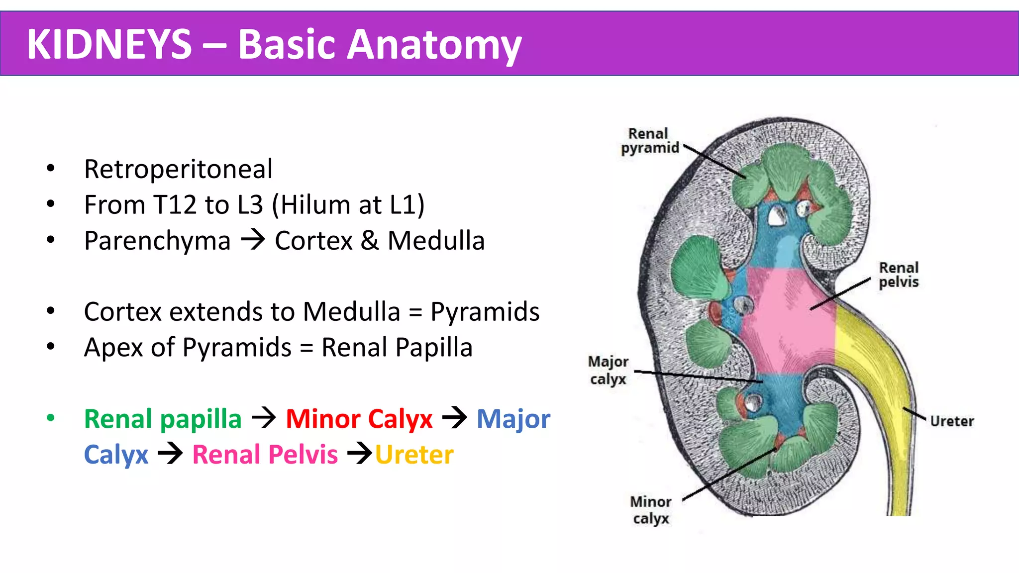 Abdomen Anatomy - Made Easy | PPTX