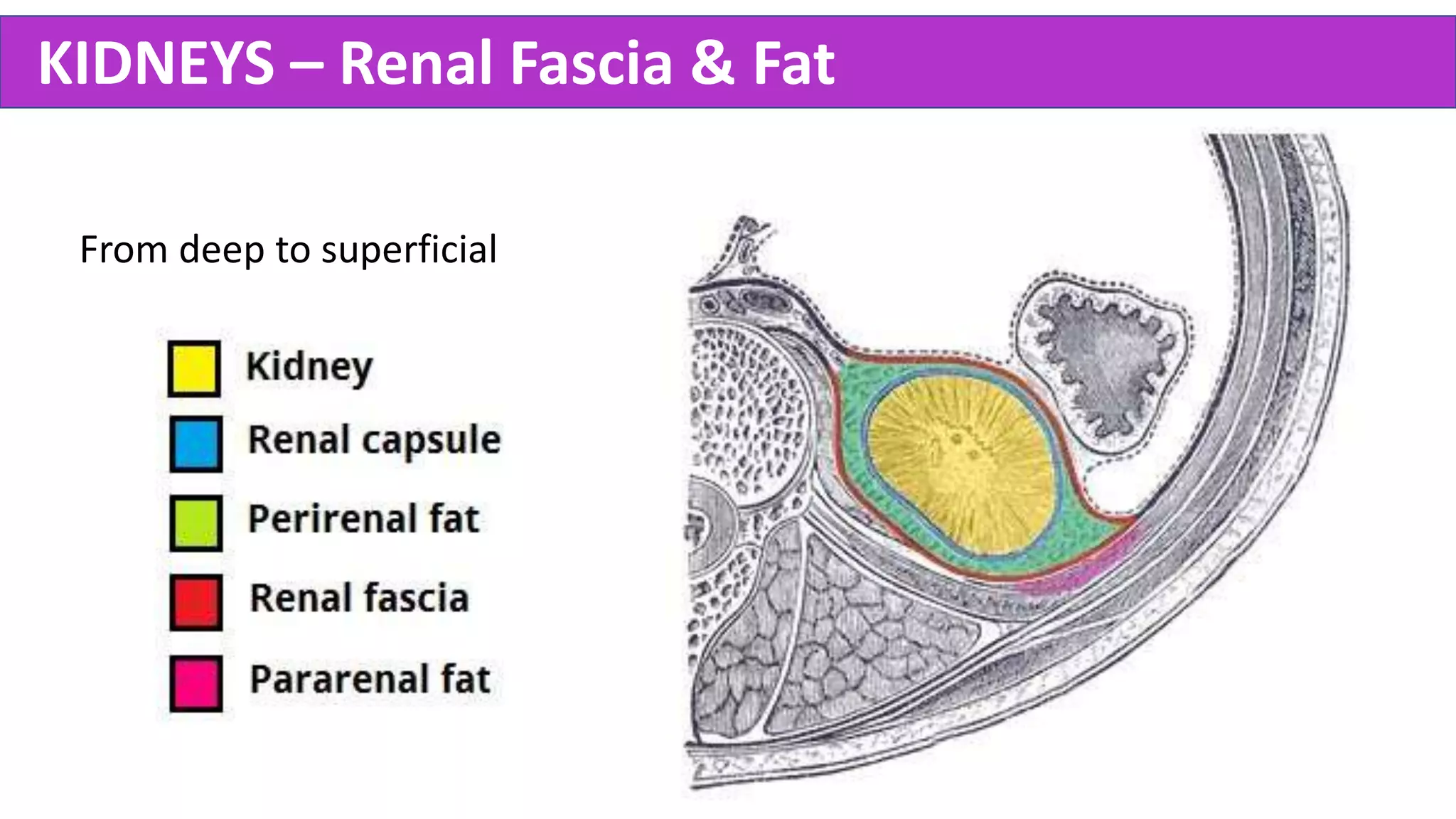 Abdomen Anatomy - Made Easy | PPTX