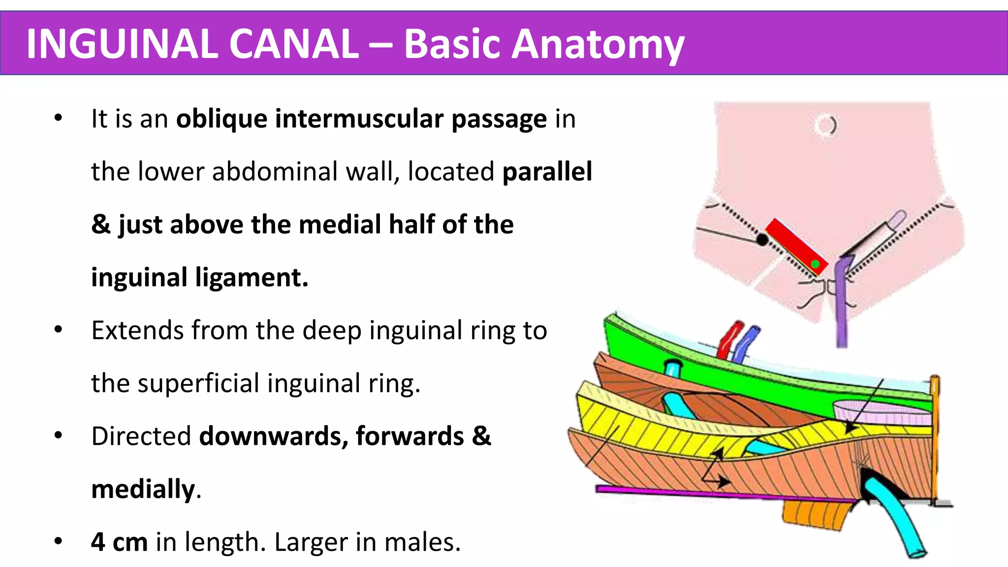 Abdomen Anatomy - Made Easy | PPTX