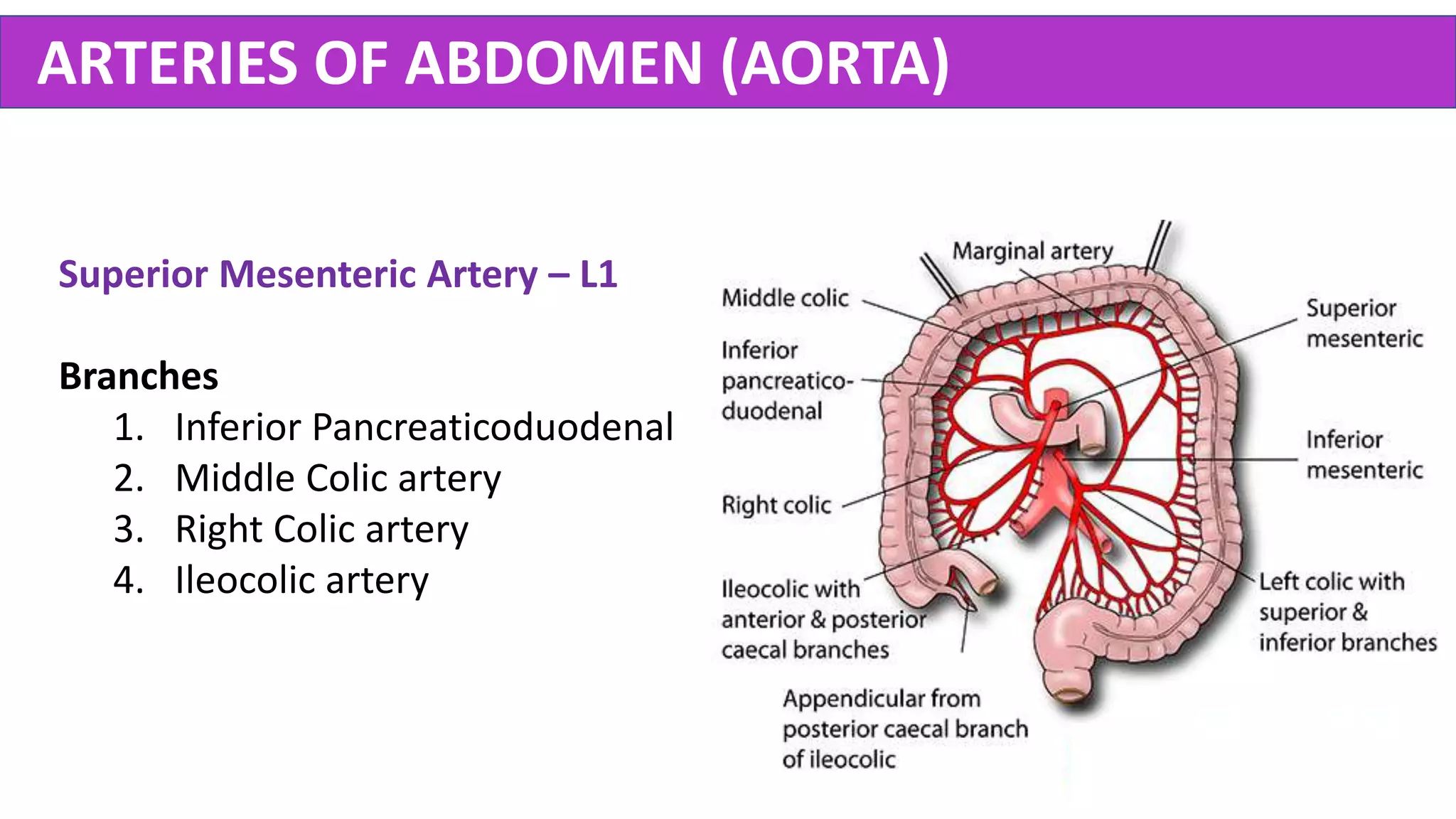 Abdomen Anatomy - Made Easy | PPTX