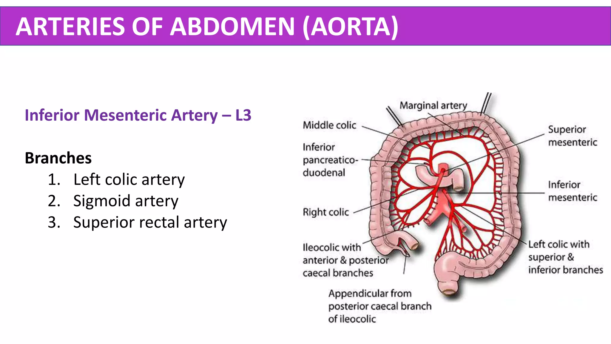 Abdomen Anatomy - Made Easy | PPTX