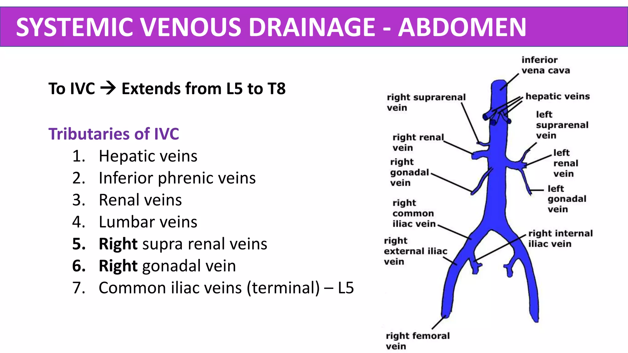 Abdomen Anatomy - Made Easy | PPTX