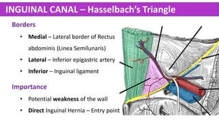 Abdomen Anatomy - Made Easy | PPTX