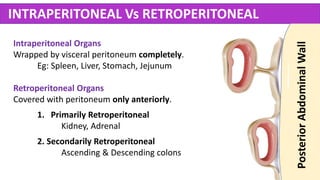 Abdomen Anatomy - Made Easy | PPTX