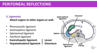 Abdomen Anatomy - Made Easy | PPTX
