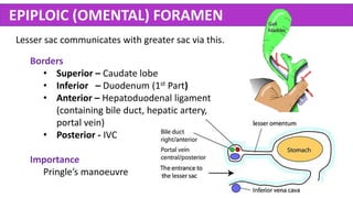 Abdomen Anatomy - Made Easy | PPTX