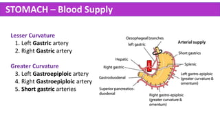 Abdomen Anatomy - Made Easy | PPTX