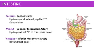 Abdomen Anatomy - Made Easy | PPTX