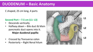 Abdomen Anatomy - Made Easy | PPTX