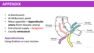 Abdomen Anatomy - Made Easy | PPTX