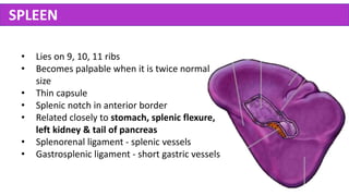 Abdomen Anatomy - Made Easy | PPTX