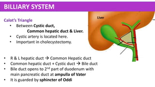 Abdomen Anatomy - Made Easy | PPTX
