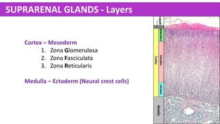 Abdomen Anatomy - Made Easy | PPTX