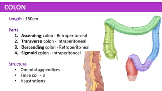 Abdomen Anatomy - Made Easy | PPT