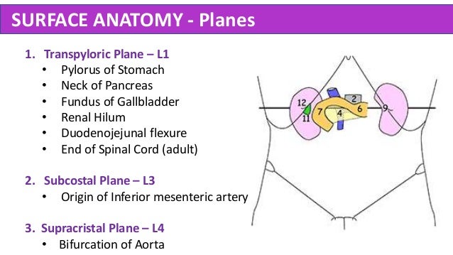 Abdomen Anatomy - Made Easy