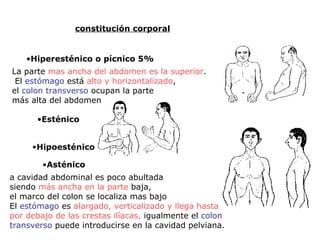 Radiologia. Abdomen | PPT