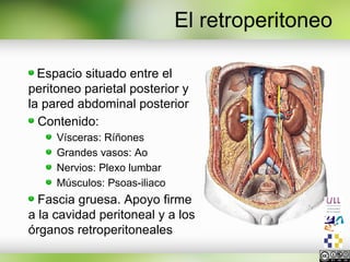 Abdomen | PDF