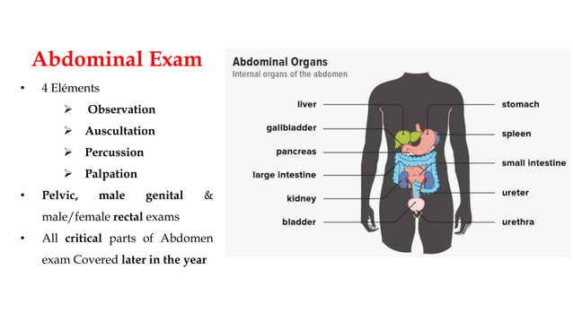 Clinical Examinations of the Abdomen with Images | PPTX