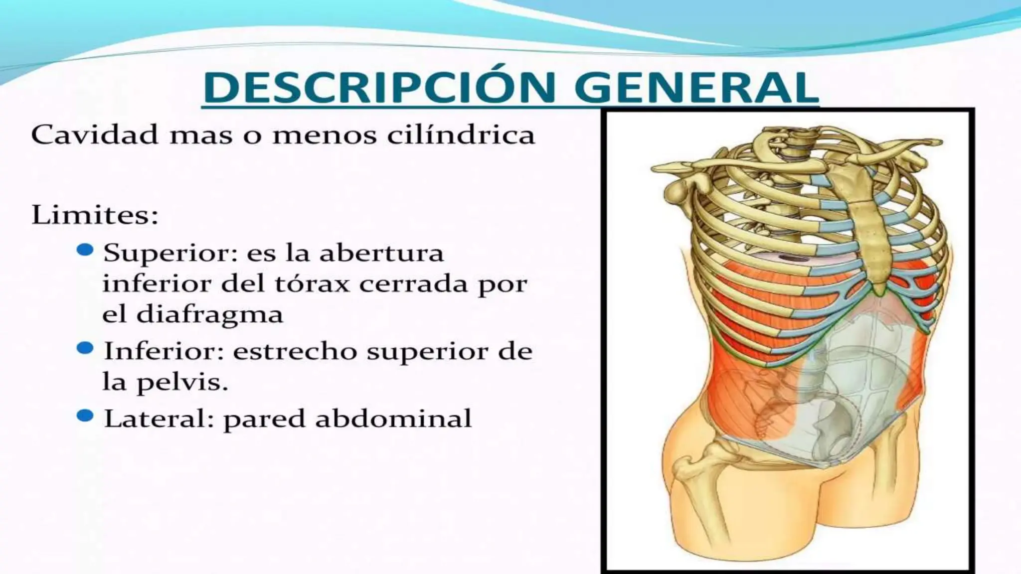anatomía de abdomen para estudiantes de medicina.ppt