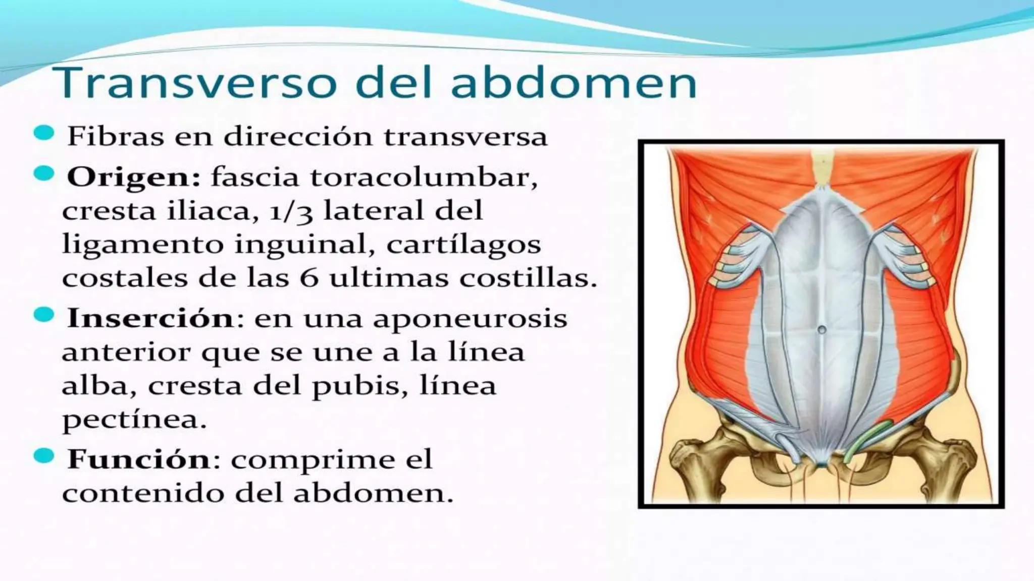 anatomía de abdomen para estudiantes de medicina.ppt
