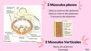 Músculos del abdomen con sus orígenes y inserciones | PDF