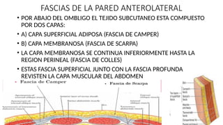 ABDOMEN generalidades de anatomia y regionalizacion | PPTX