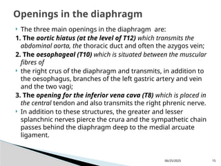 ANATOMY OF THE DIAPHRAGM AND STOMACH.pptx