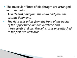 ANATOMY OF THE DIAPHRAGM AND STOMACH.pptx