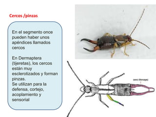Entomología, abdomen de los insectos y desarrollo fisiologico | PPTX