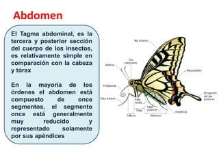 Entomología, abdomen de los insectos y desarrollo fisiologico | PPTX