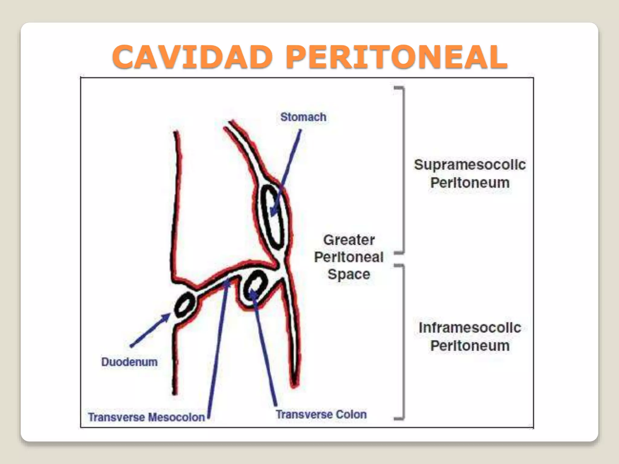 Abdomen - Cavidad Peritoneal | PPT