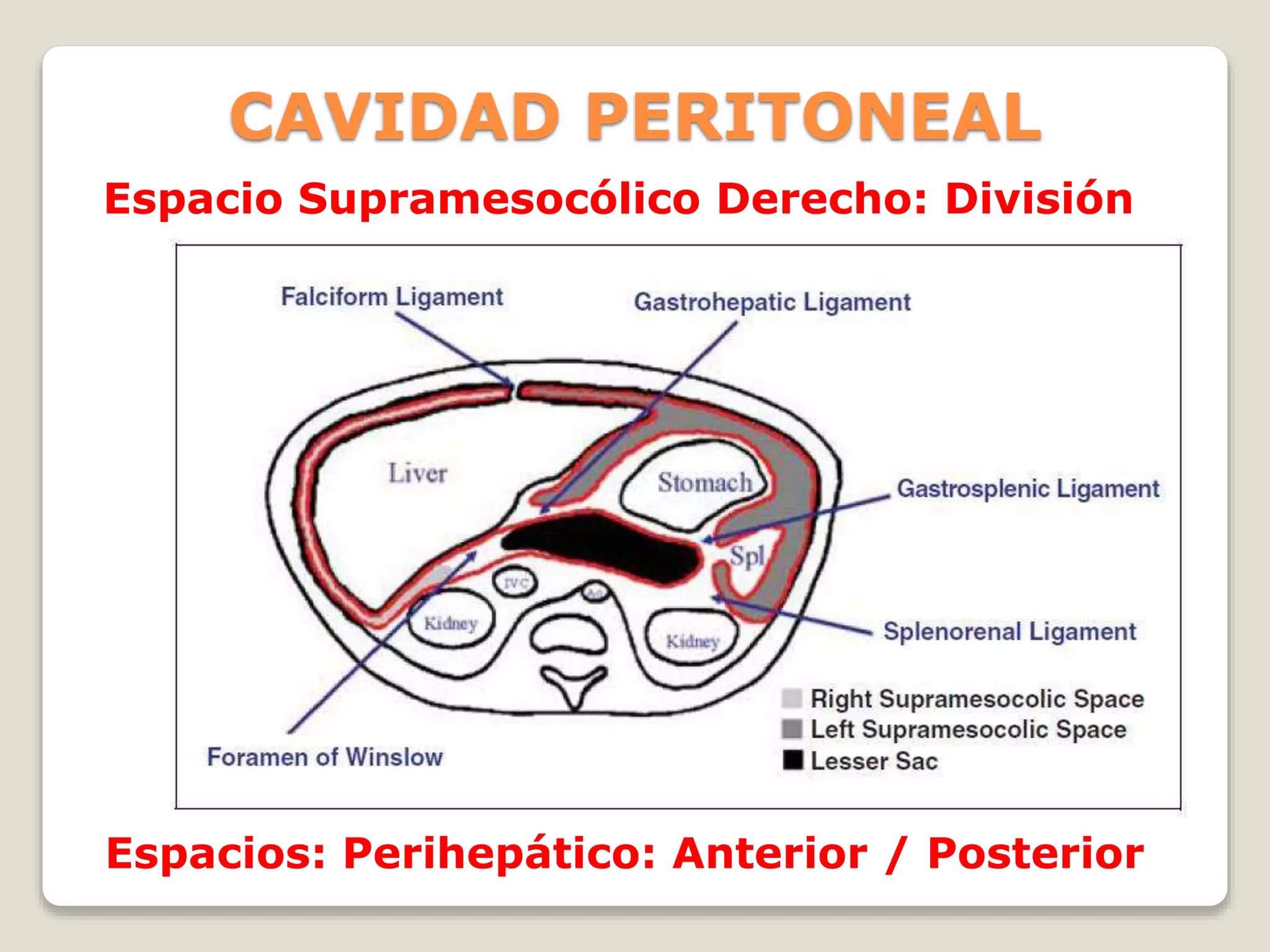 Abdomen - Cavidad Peritoneal | PPT