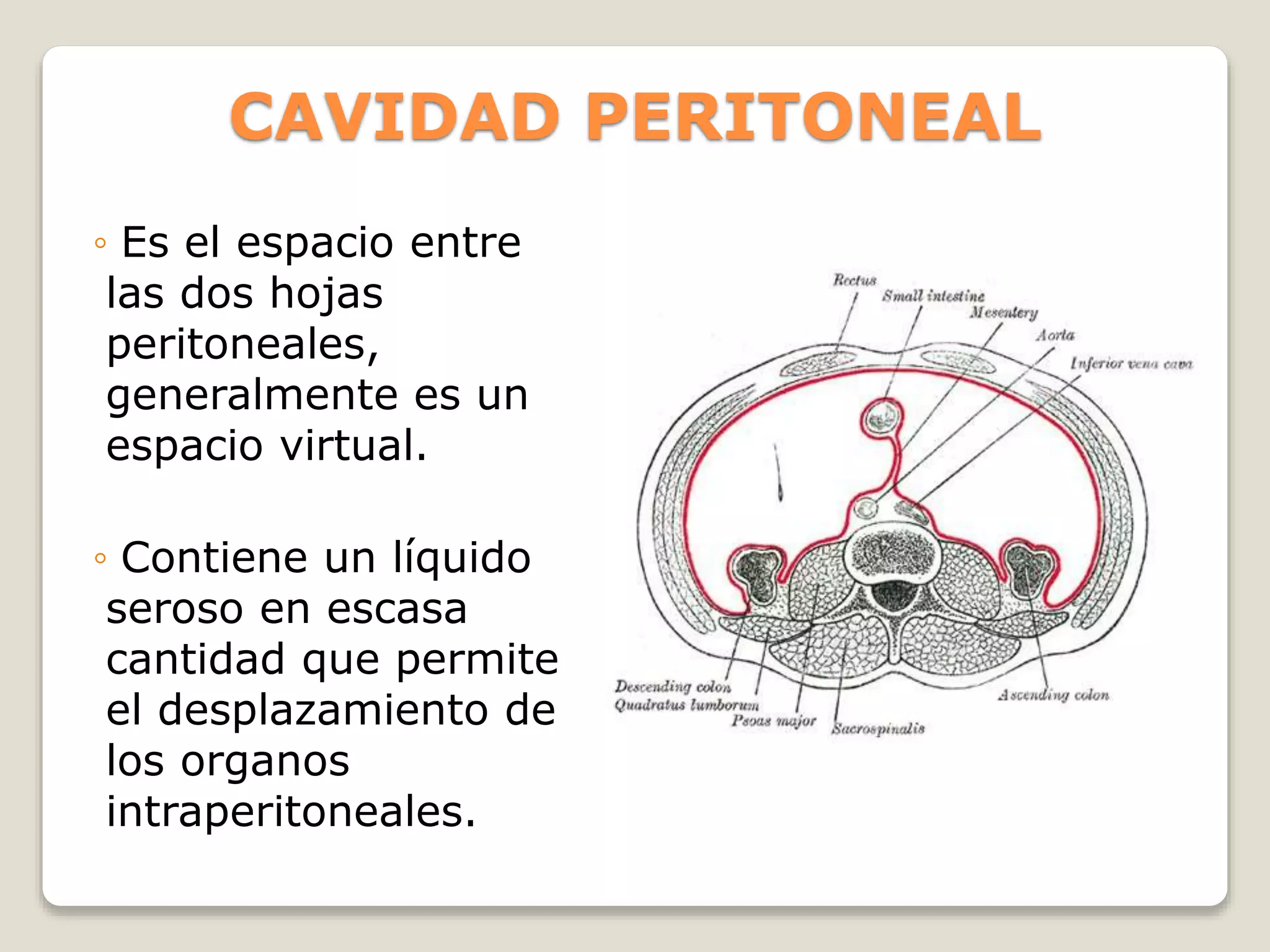 Abdomen - Cavidad Peritoneal | PPT