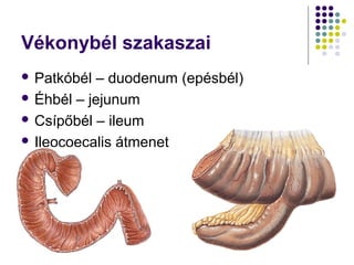 Hasi zsigerek OLKDA anatómia konzultáció | PDF