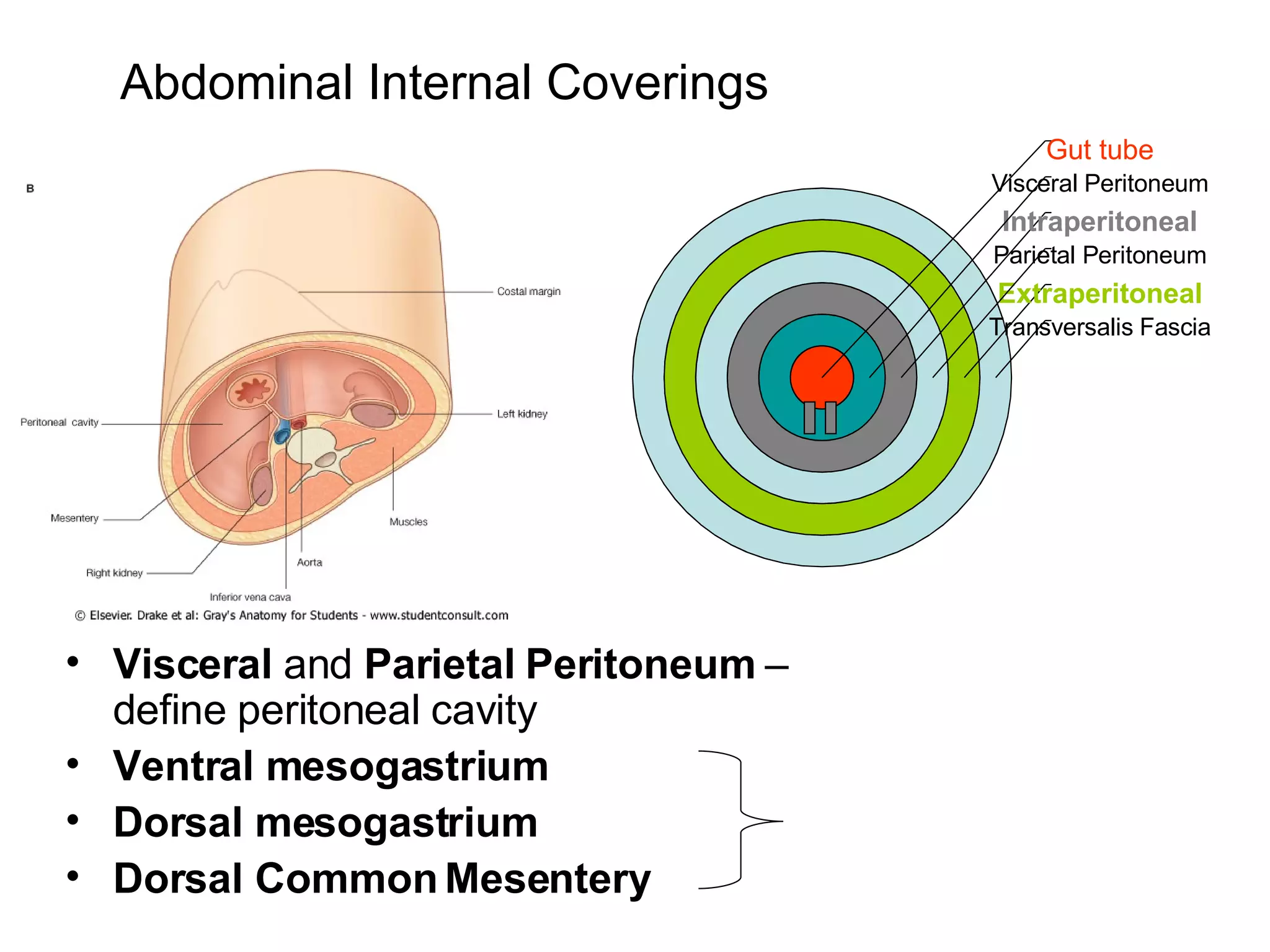 Abdomen, Pelvis and Perineum Anatomy - www.jinekolojivegebelik.com