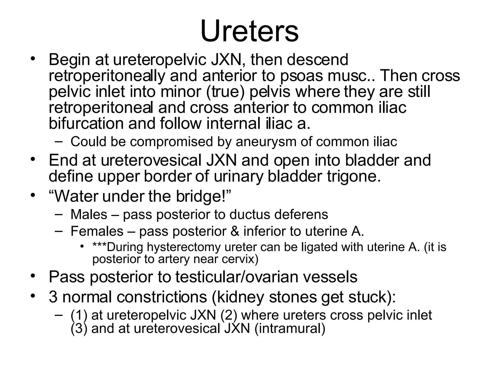 Abdomen, Pelvis and Perineum Anatomy - www.jinekolojivegebelik.com