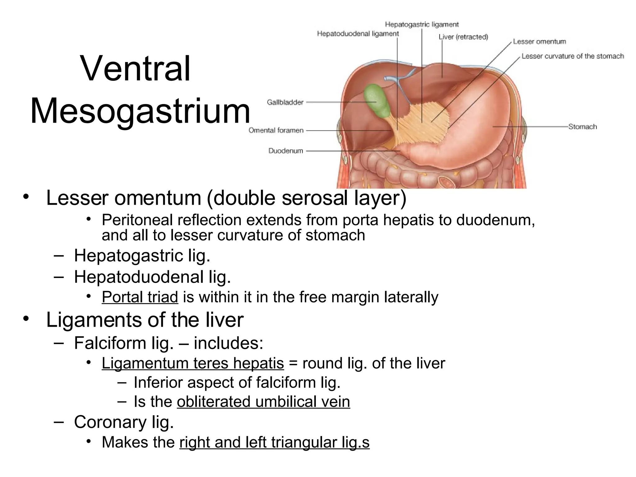 Abdomen, Pelvis and Perineum Anatomy - www.jinekolojivegebelik.com