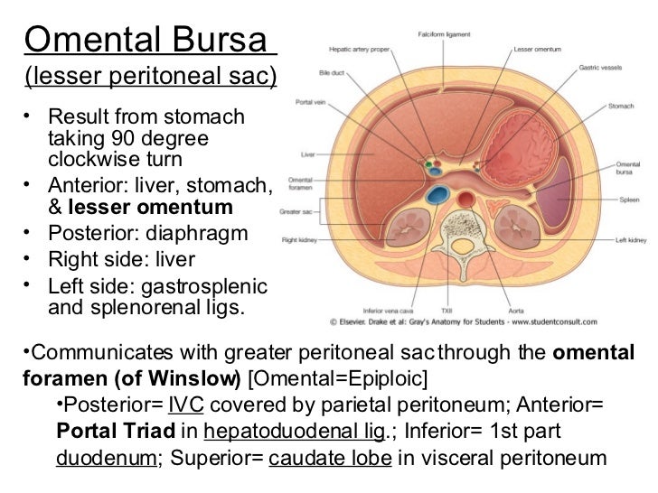 Abdomen, Pelvis and Perineum Anatomy - www.jinekolojivegebelik.com