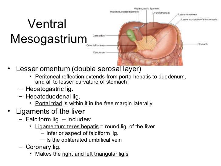 Abdomen, Pelvis and Perineum Anatomy - www.jinekolojivegebelik.com