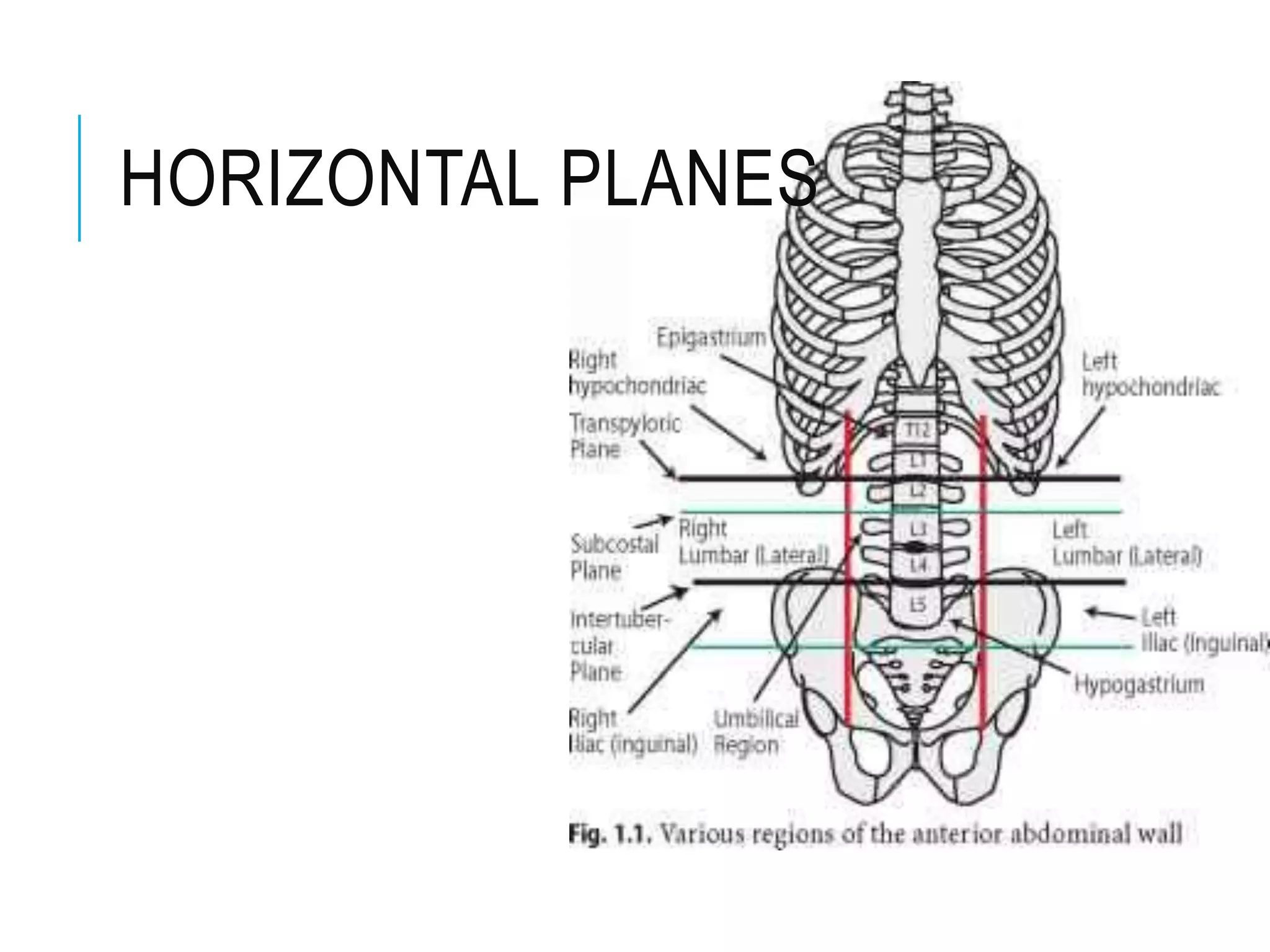 Abdomen surface marking and radiology | PPTX | Pregnancy | Reproductive ...