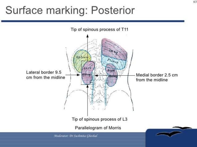 Abdomen surface marking and radiology | PPTX | Pregnancy | Reproductive ...