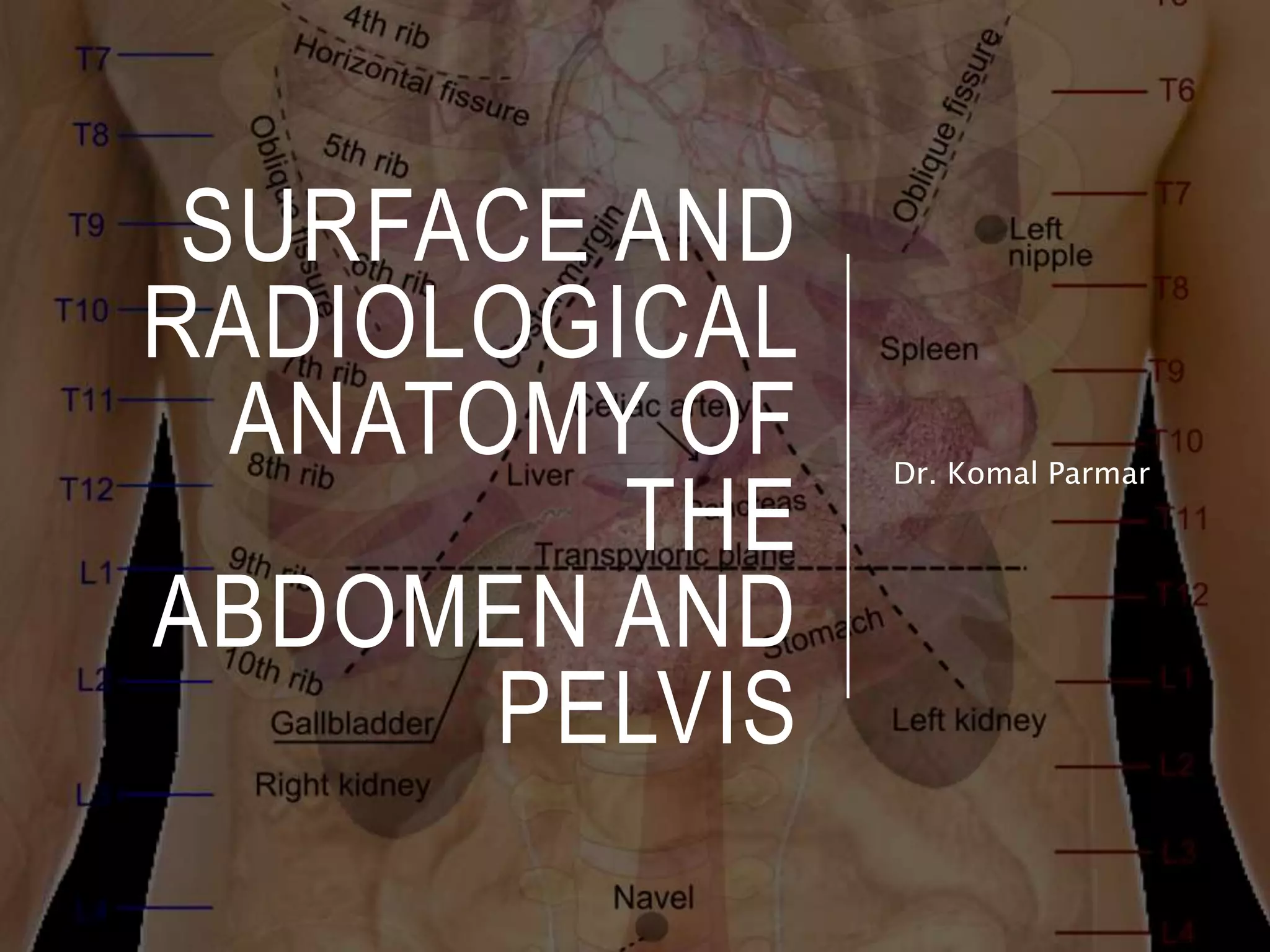 abdomen-surfacemarkingandradiology-210312105639 (2).pdf