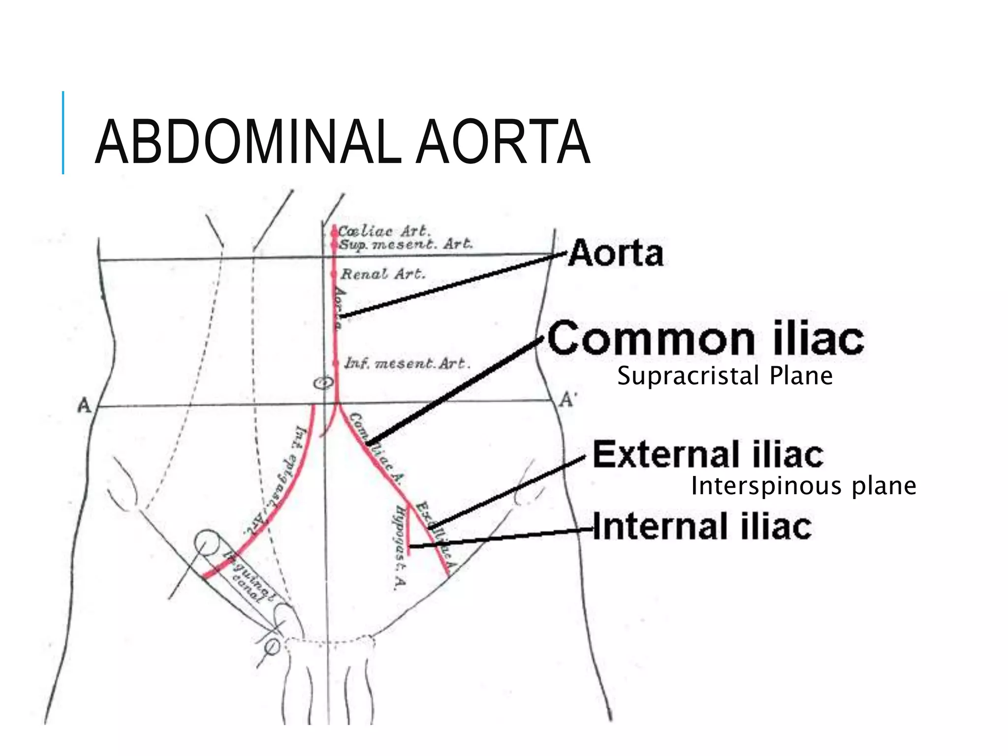 abdomen-surfacemarkingandradiology-210312105639 (2).pdf