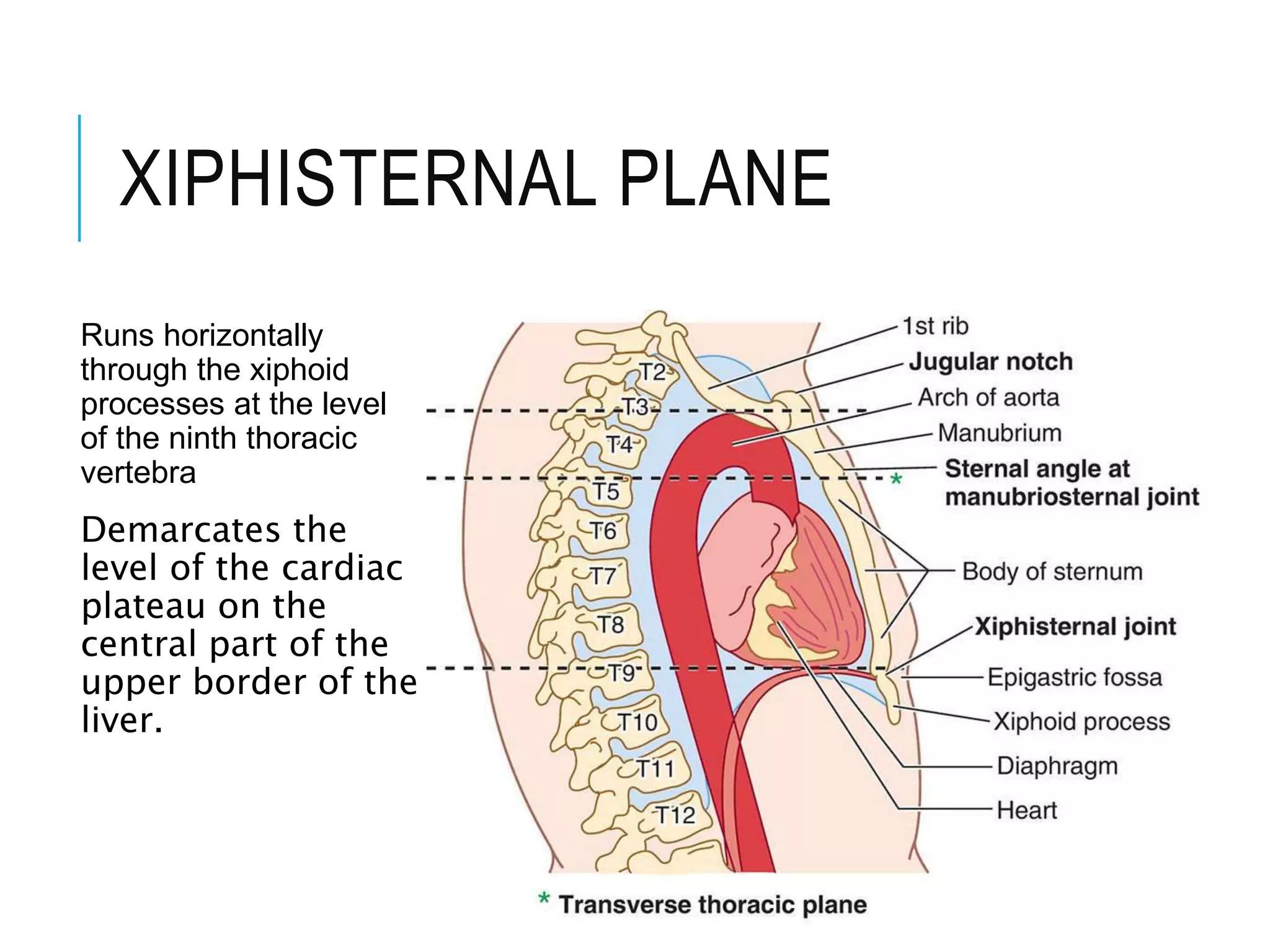 abdomen-surfacemarkingandradiology-210312105639 (2).pdf